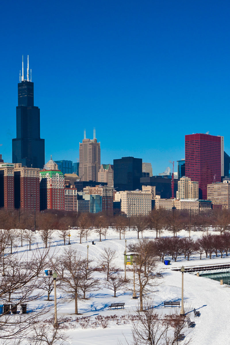 Chicagoland Fraser & Balsam Fir Holiday Tree Delivery – City Trees