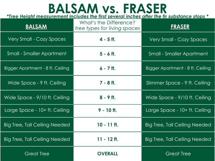 Tree Types and Size Guide – City Tree Delivery