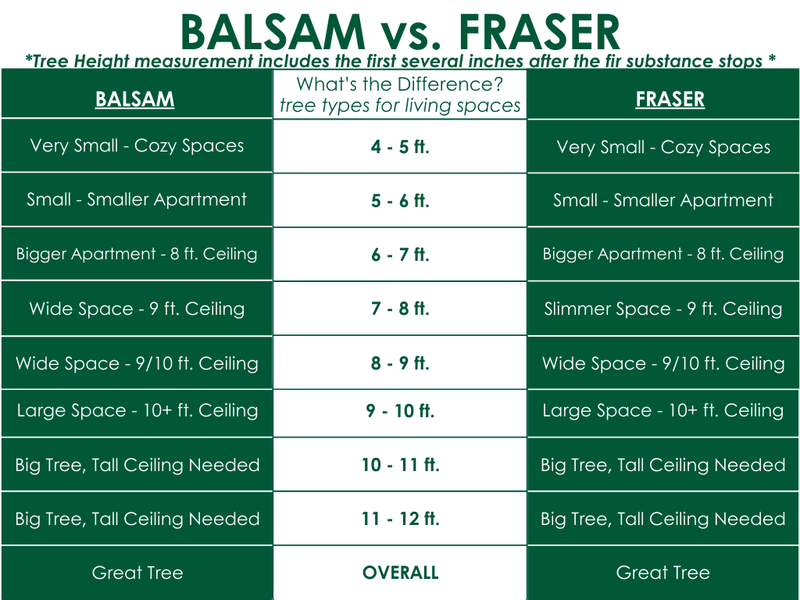 Tree Types and Size Guide – City Tree Delivery