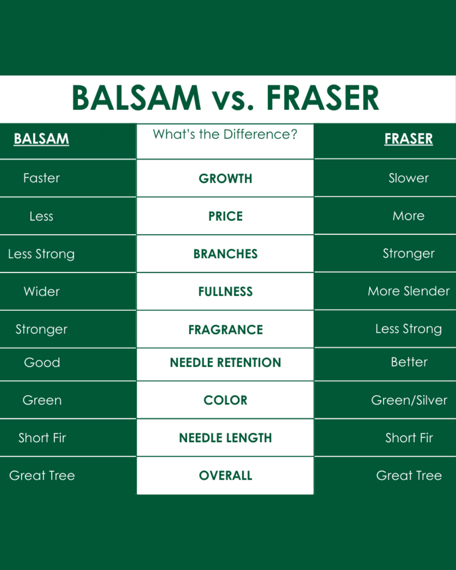 Tree Types and Size Guide – City Tree Delivery