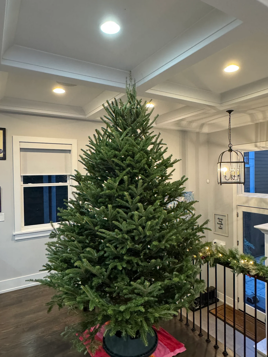 Premium Christmas Tree Delivery, Setup & Recycling |City Tree Delivery